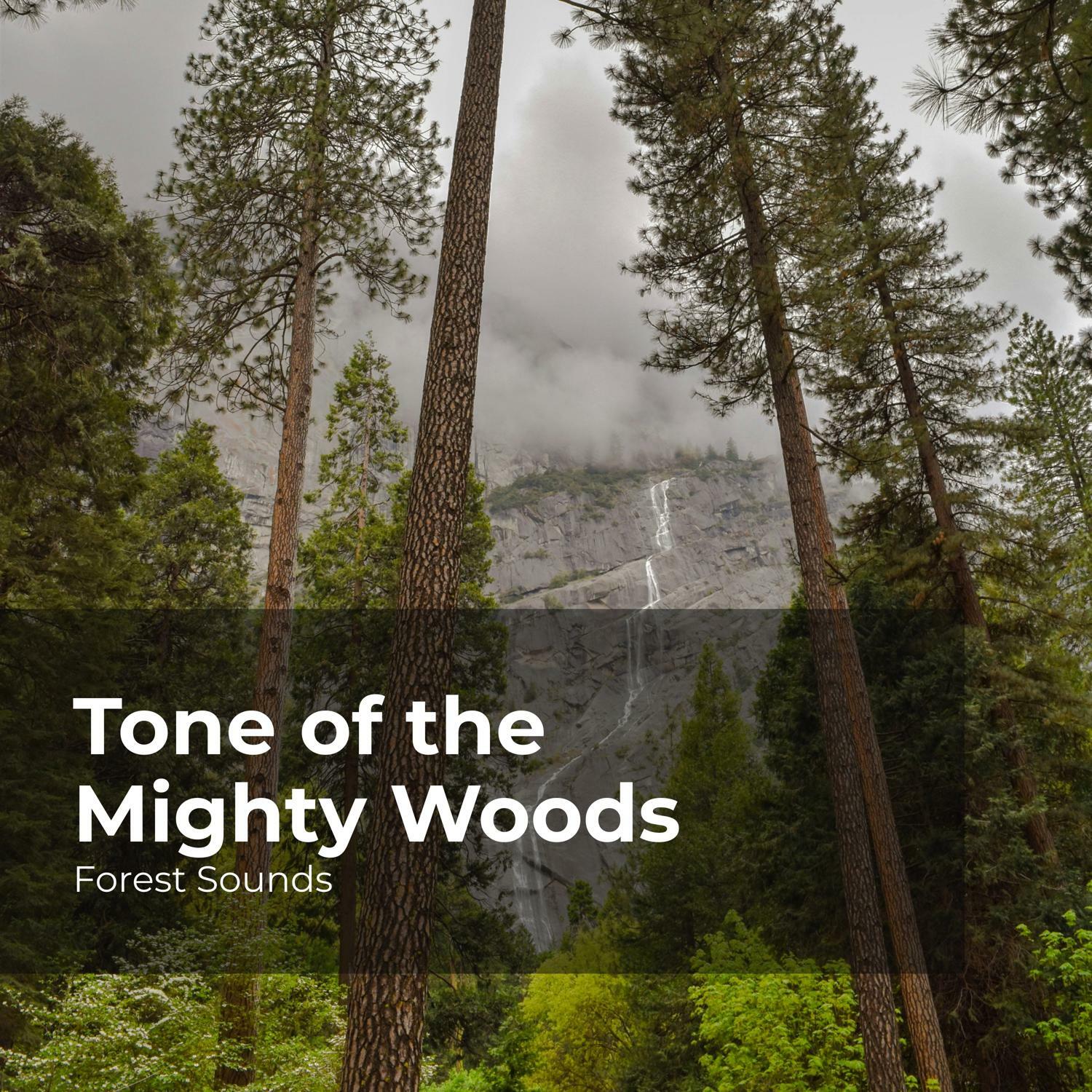 Forest Sounds - Tone of the Mighty Woods | iHeart