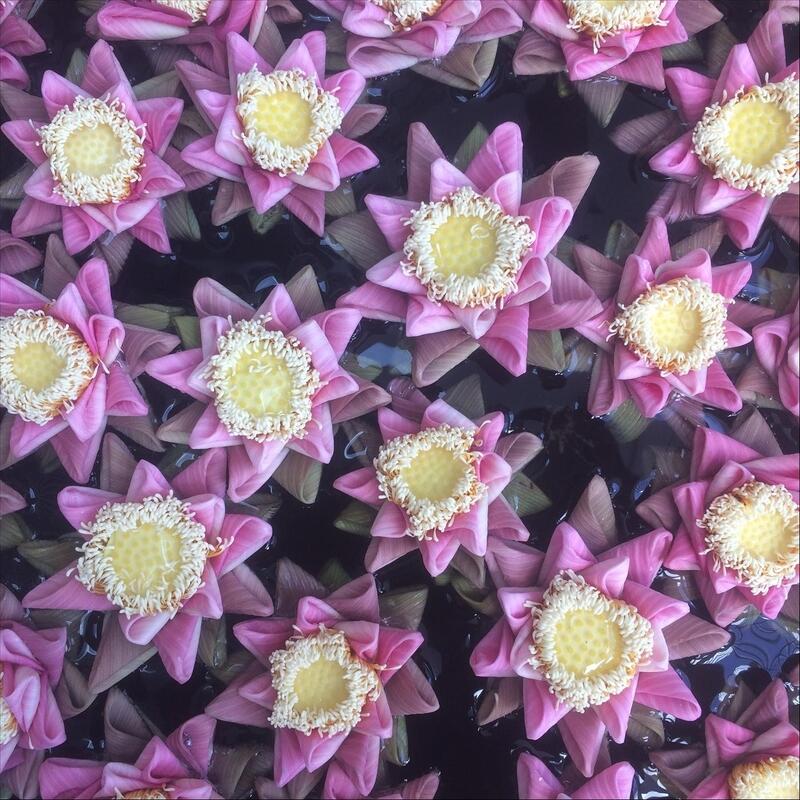 Bella Shand - Just Breathe | iHeart