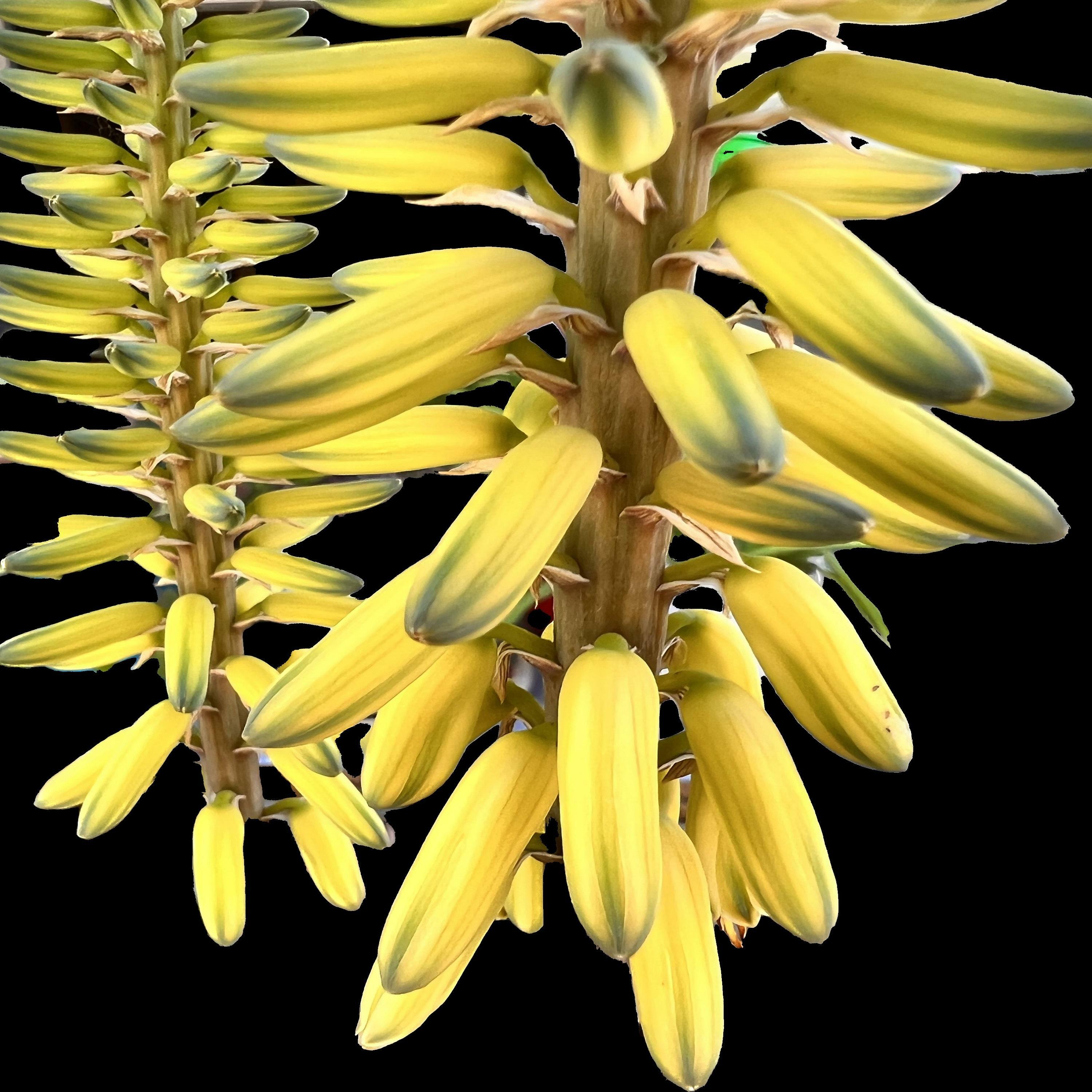 Michael Neal | iHeart