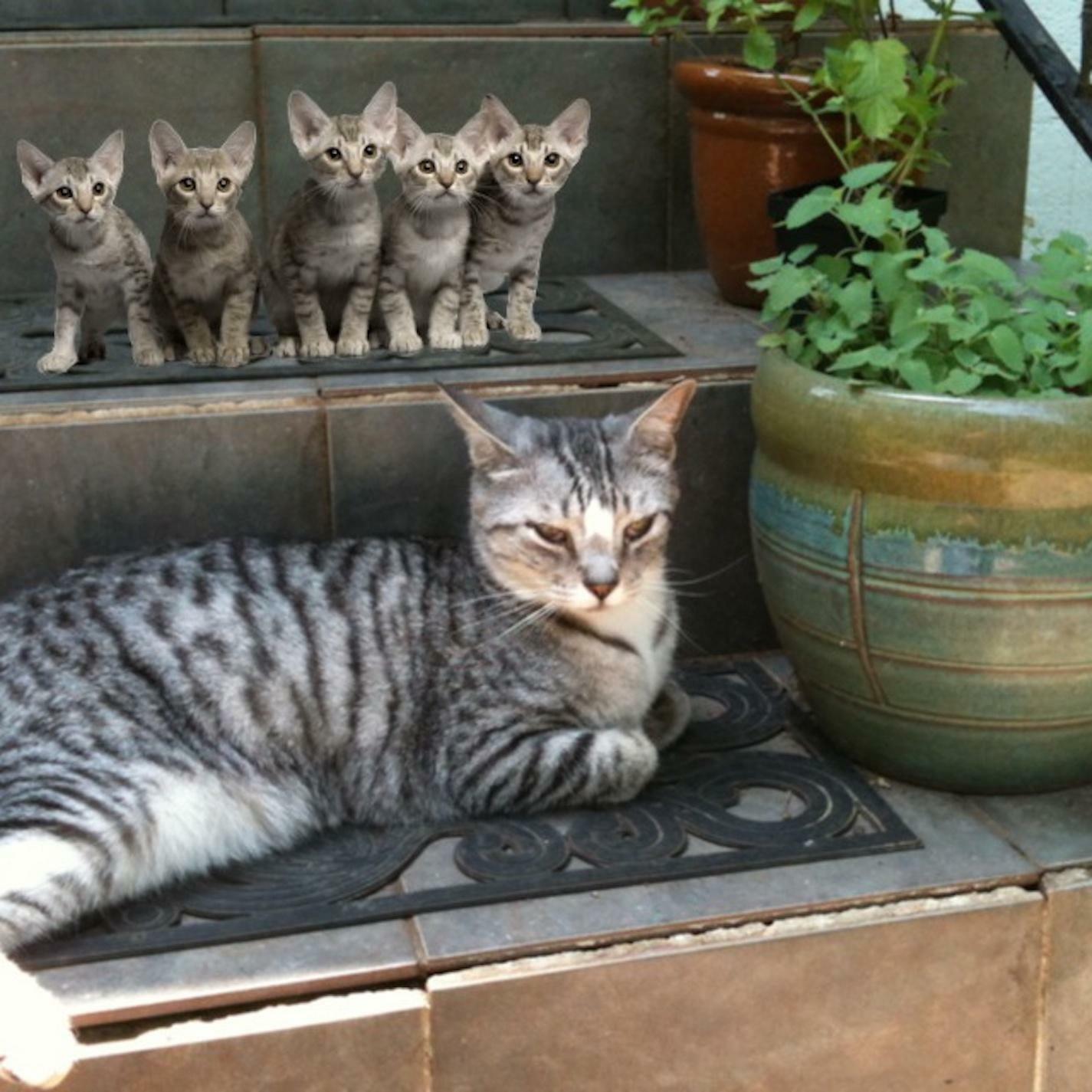 Murder Cats | iHeart