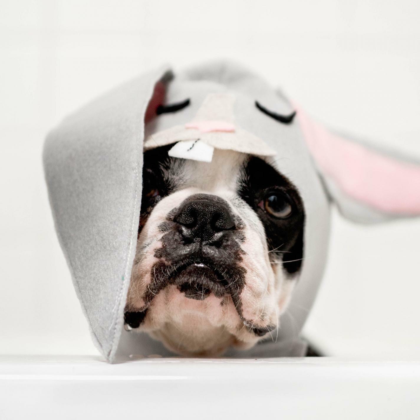 The Catholic Rabbits | iHeart