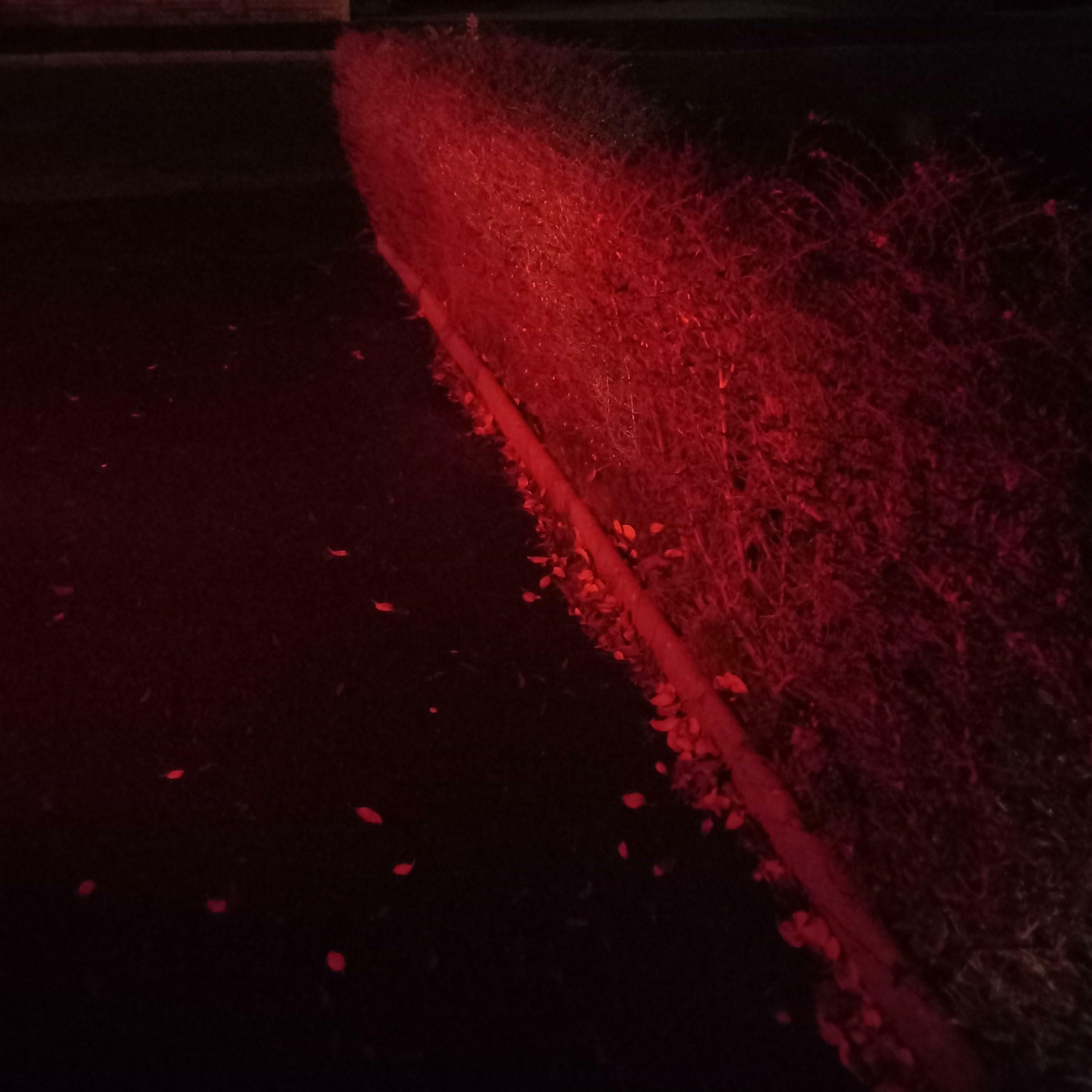 Dan Ferguson | iHeart