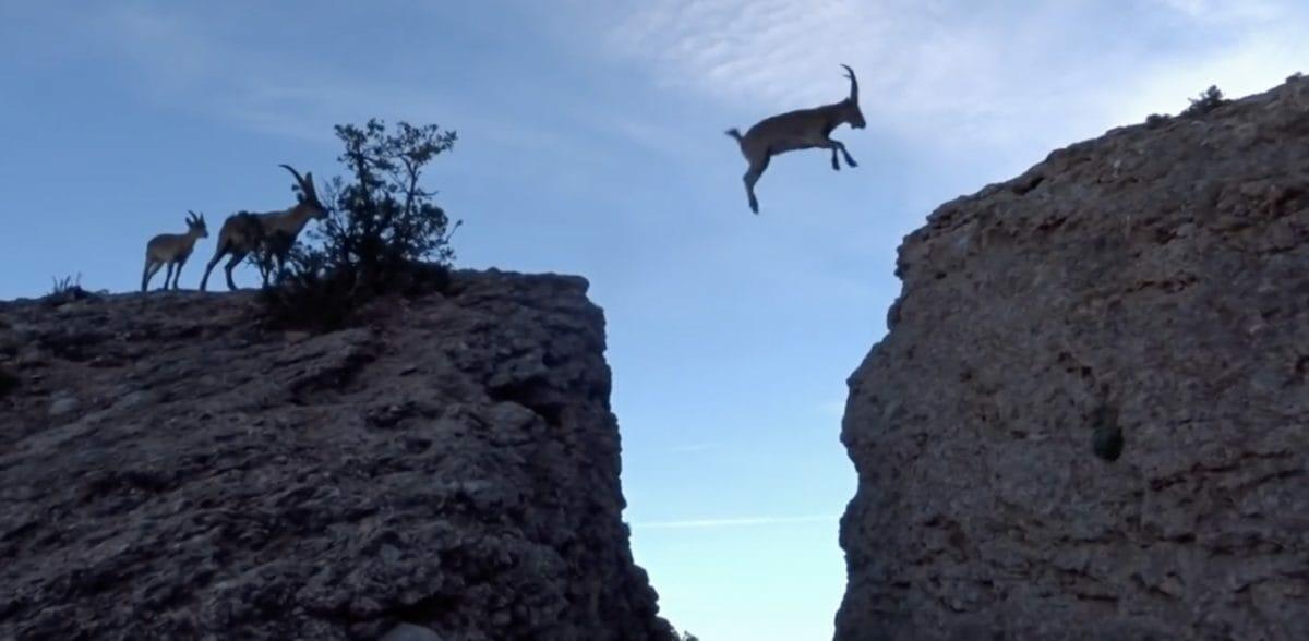 Man Captures Family Of Goats Easily Leaping Over Gap Between Mountains ...